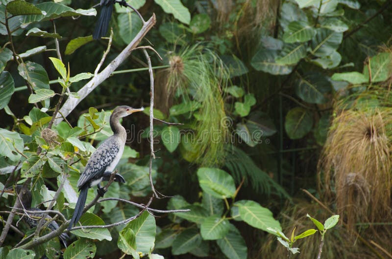 White-breasted cormorant stock photo. Image of widespread - 104123018