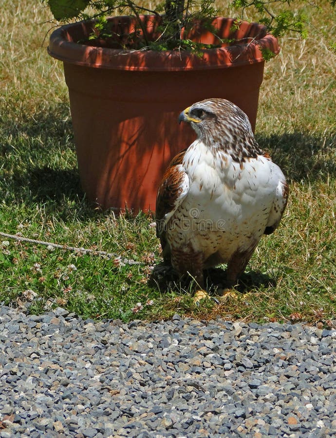 White breasted hawk stock photo. Image of carnivore, feathers - 11592092