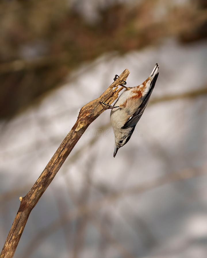 Nuthatch Photo and Image. White-breasted Nuthatch Clinging on a Tree ...