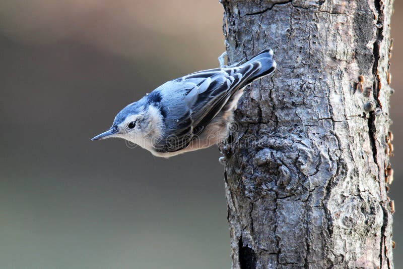 White Breasted Nuthatch in Fall Stock Image - Image of massachusetts ...