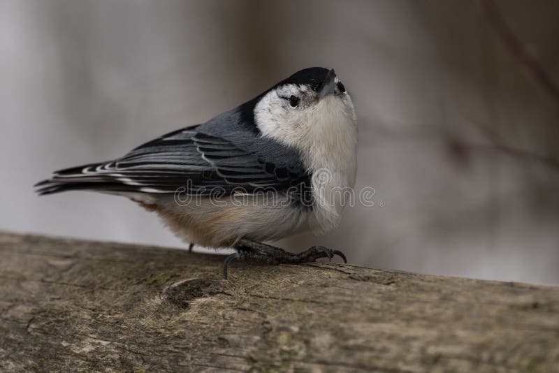 White-breasted nuthatch stock photo. Image of feathers - 265252948