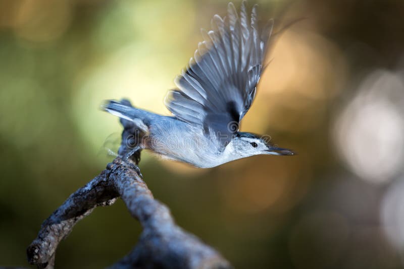 White-breasted Nuthatch Flying Off Branch Stock Photo - Image of foot ...