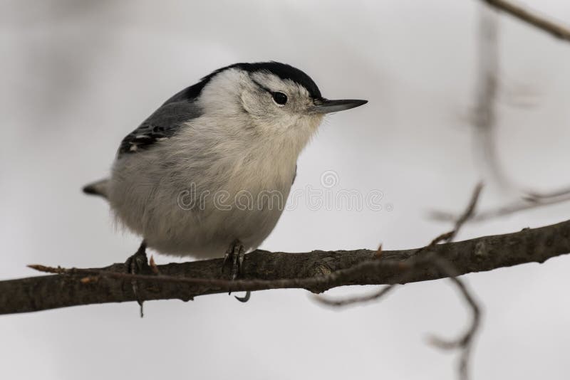 White-breasted nuthatch stock image. Image of feather - 269370619