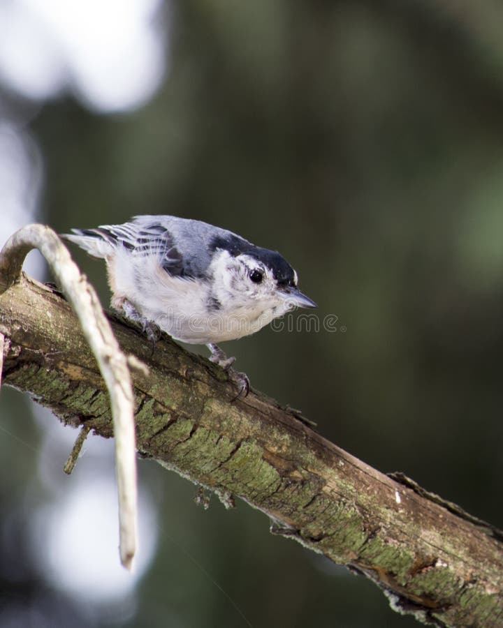 White Breasted Nuthatch Ready To Launch Stock Photo - Image of alert ...