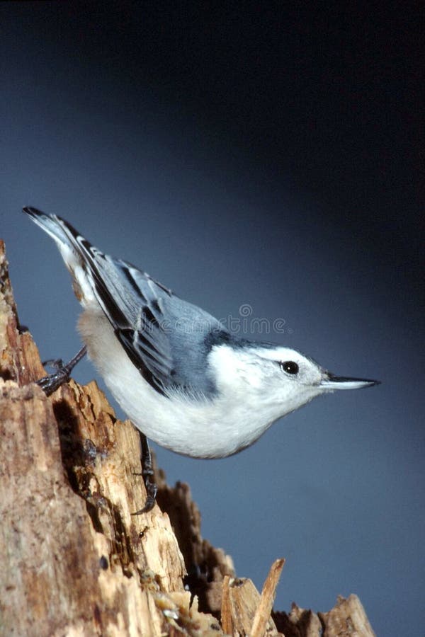 409 Nuthatch Flight Stock Photos - Free & Royalty-Free Stock Photos ...