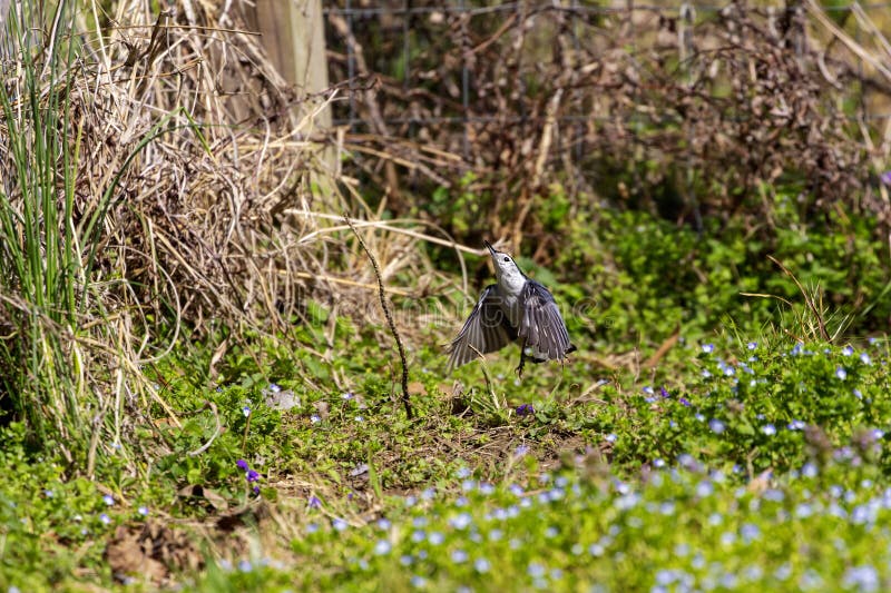 The White-breasted Nuthatch (Sitta Carolinensis) Stock Photo - Image of ...