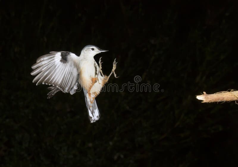 274 Nuthatch Flight Photos - Free & Royalty-Free Stock Photos from ...