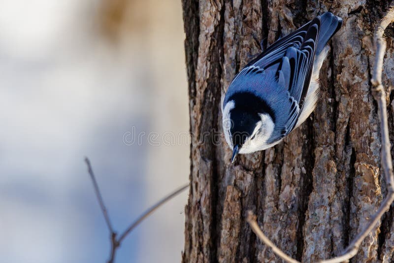White-breasted Nuthatch (Sitta Carolinensis) Standing Verticaly on a ...