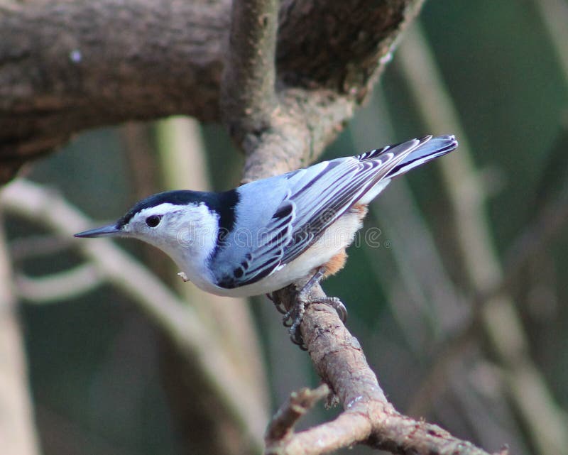 White-breasted nuthatch stock image. Image of feathers - 46762151