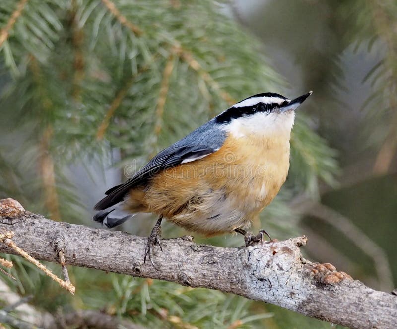 White Breasted Nuthatch on Tree Branch Stock Image - Image of nuthatch ...