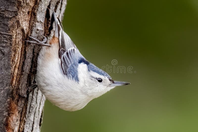 A White-Breasted Nuthatch on a Tree Stock Image - Image of tree ...