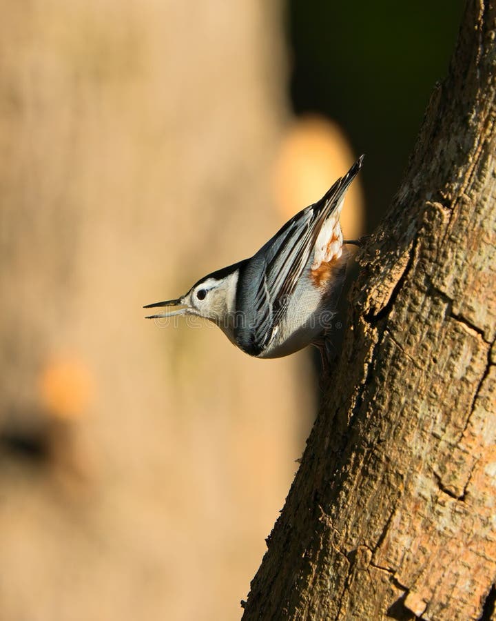 White-breasted Nuthatch on Tree Trunk in Forest Stock Photo - Image of ...