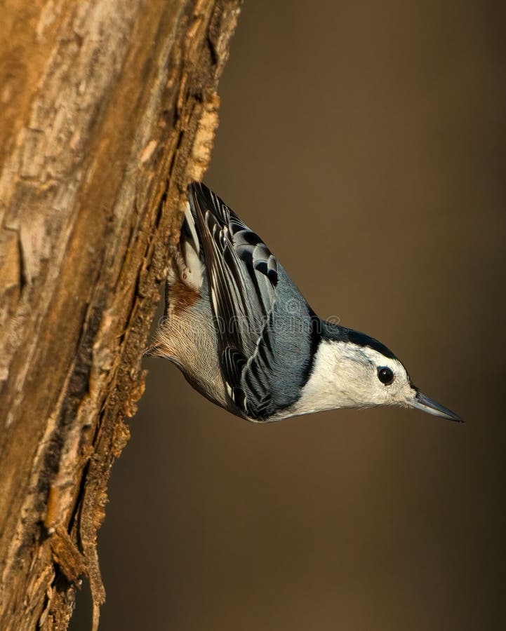 White-breasted Nuthatch on a Tree Trunk Stock Photo - Image of perched ...