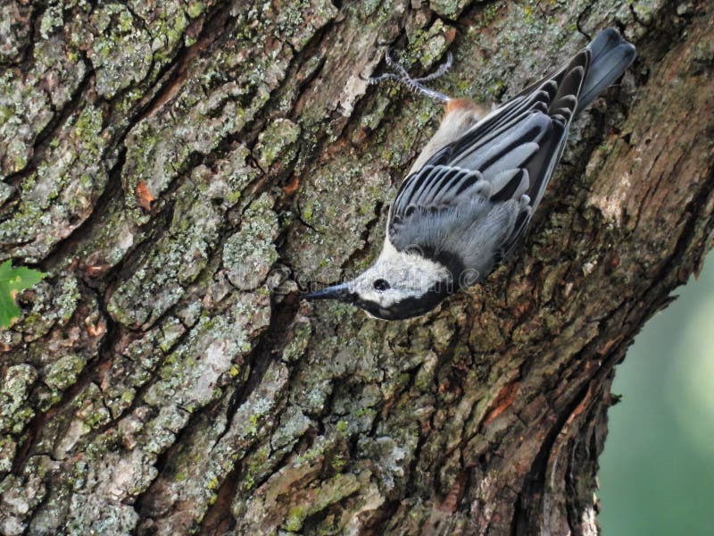 White Breasted Nuthatcher Bird on a Tree Trunk Stock Image - Image of ...