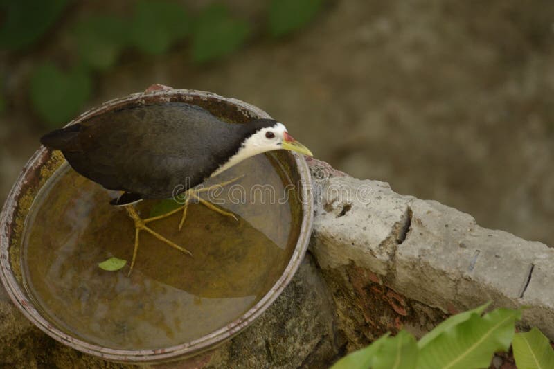 White-breasted Water Hen Warding Stock Photo - Image of leaf, blue ...