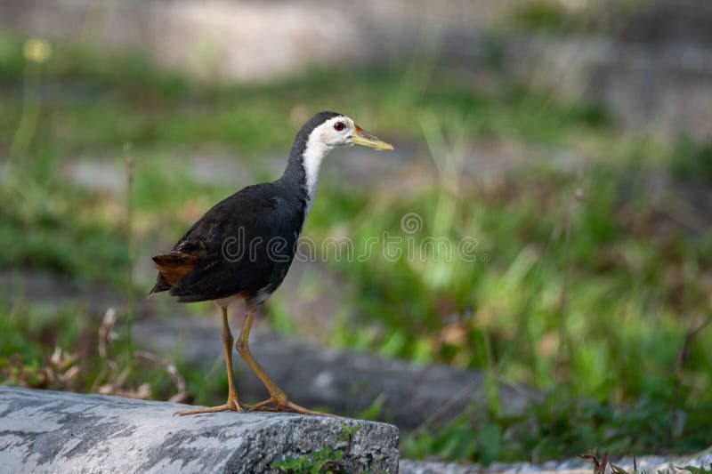 White Breasted Waterhen Bird Near Rice Fields Stock Photo - Image of ...