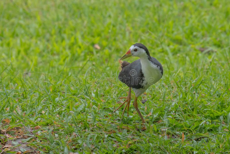 Sashaying Stock Photos - Free & Royalty-Free Stock Photos from Dreamstime