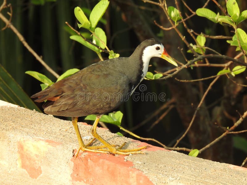 Waterhen stock image. Image of bird, waterhen, white - 145721987