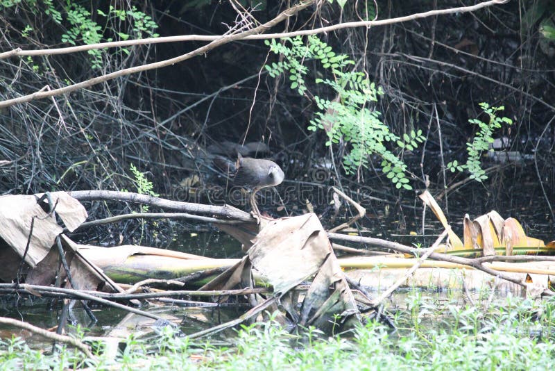 White-breasted Waterhen Dauk Bird Stock Photo - Image of pond, bird ...