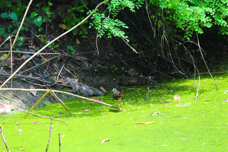 White-breasted Waterhen Dauk Bird Stock Photo - Image of pond, bird ...