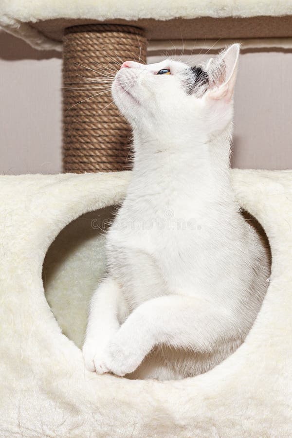 White Breedless Cat Plays on the Complex for Cats Stock Photo - Image ...
