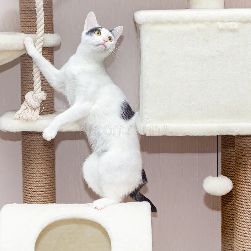 White Breedless Cat Plays on the Complex for Cats Stock Photo - Image ...