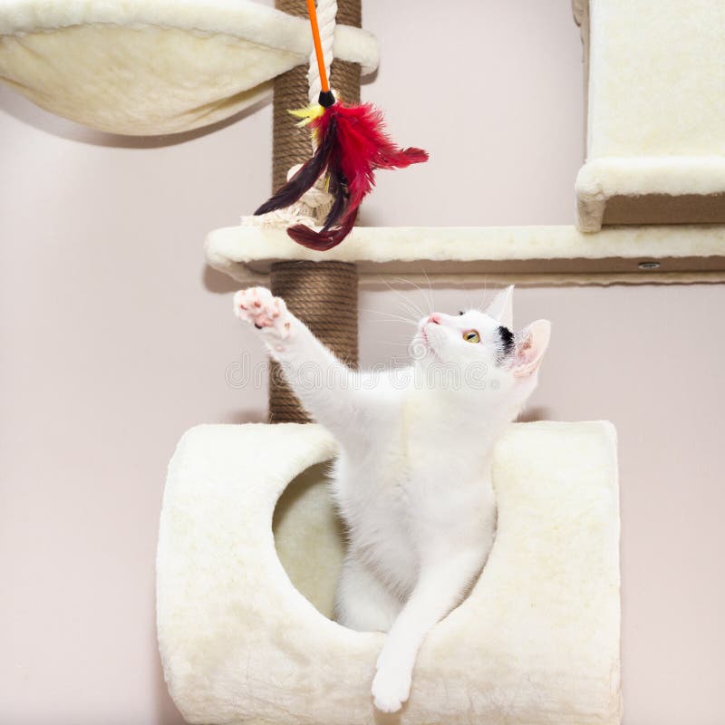 White Breedless Cat Plays on the Complex for Cats Stock Photo - Image ...