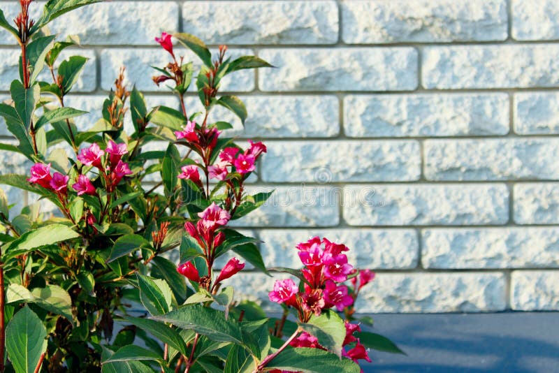 White Brick Fence and Bright Red Flowers. Brick Wall Texture Background ...