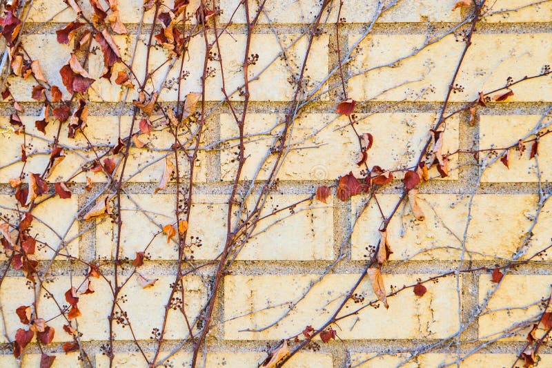 White Brick Wall with Fall Vines and Read Leaves Stock Image - Image of ...