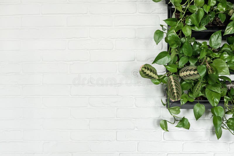 A White Brick Wall with Greenery Around the Edges Stock Photo - Image ...
