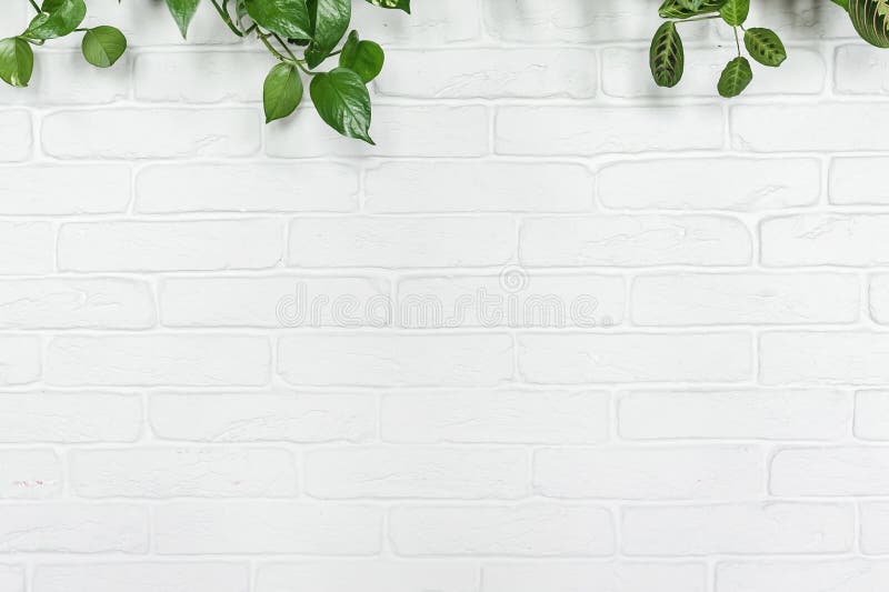 A White Brick Wall with Greenery Around the Edges Stock Image - Image ...
