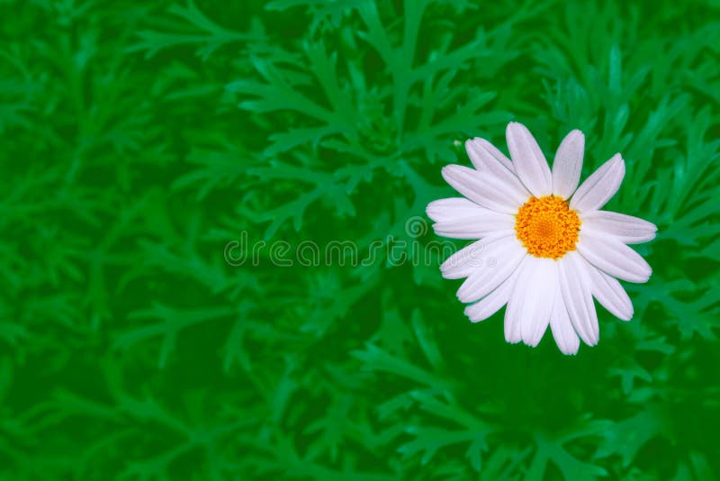 White Bright Daisy Flowers on a Background of the Summer Landscape ...