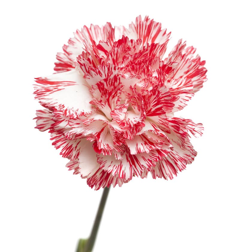 White and Bright Pink Carnation Isolated Stock Image - Image of plant ...