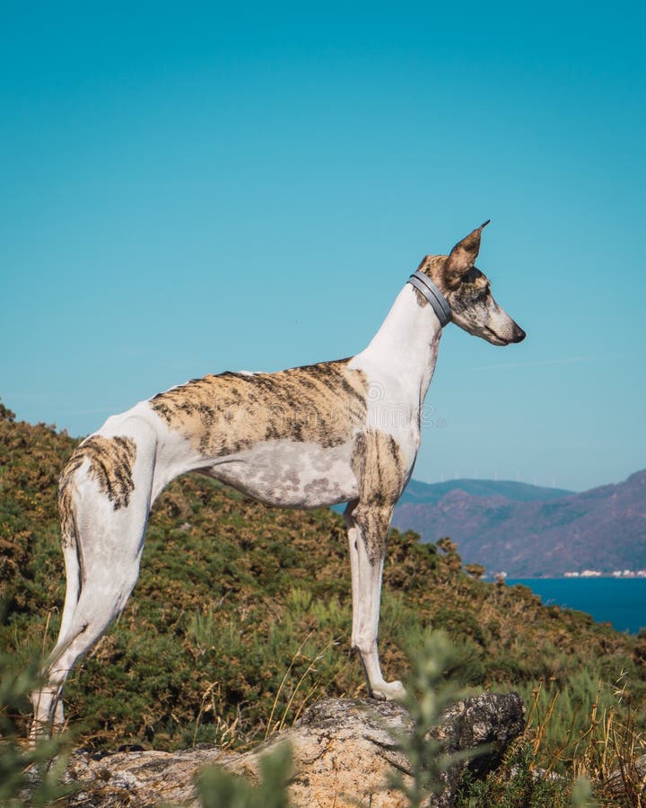 White and Brindle Boxer Dog Stock Photo - Image of beagle, mixed: 84021658