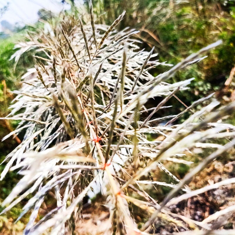 White Bristles on the Stalk Stock Photo - Image of white, plants: 200165342