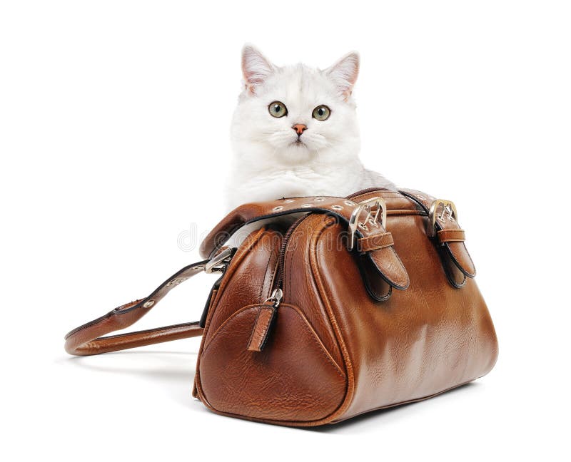 White British Cat in a Handbag Stock Image - Image of beautiful, bare ...