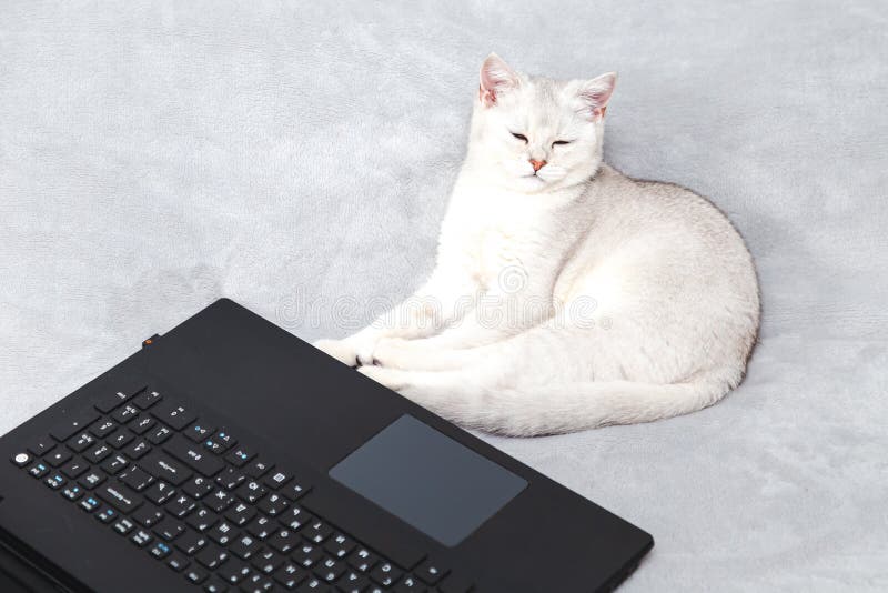 White British Cat with Laptop, Cup of Coffee and Alarm Clock Stock ...