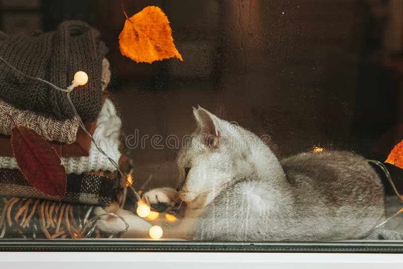 White British Cat Sitting on a Windowsill and Looking at Falling Leaves ...