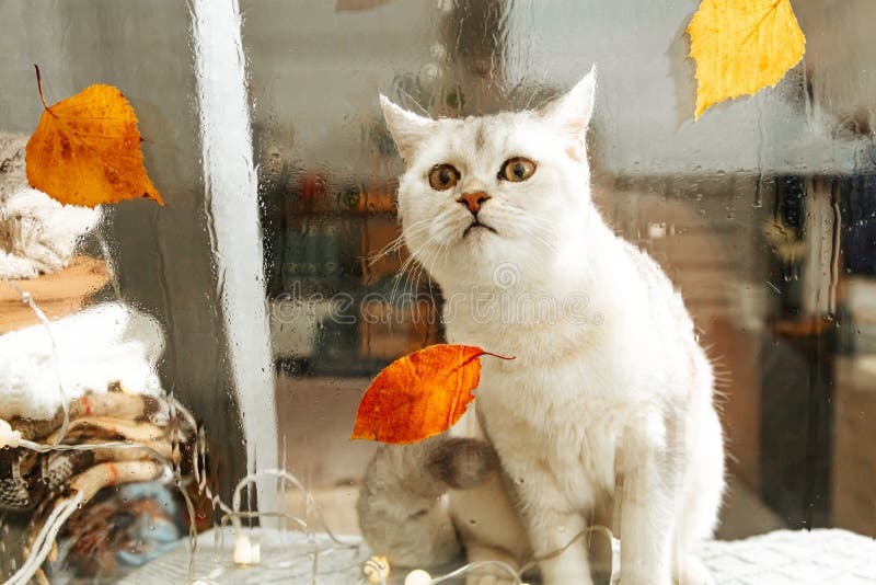 White British Cat Sitting on a Windowsill and Looking at Falling Leaves ...