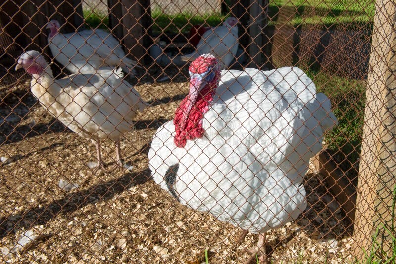 Large Breasted White Turkey Stock Photos - Free & Royalty-Free Stock ...