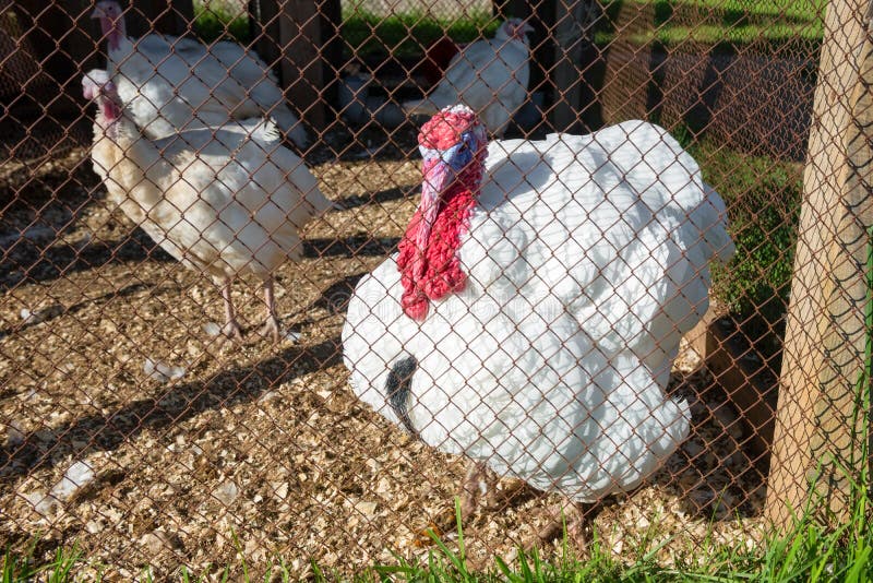 Large Breasted White Turkey Stock Photos - Free & Royalty-Free Stock ...