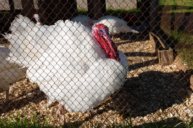 Big turkey behind the net stock image. Image of chuck - 170553815