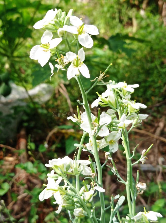 White Broccoli Flowers Blooming Stock Image - Image of flowers, white ...