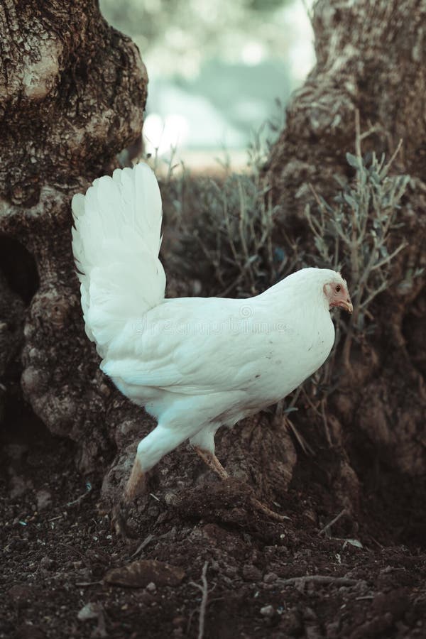 White Broiler Chicken in a Farmland Stock Photo - Image of animal, farm ...
