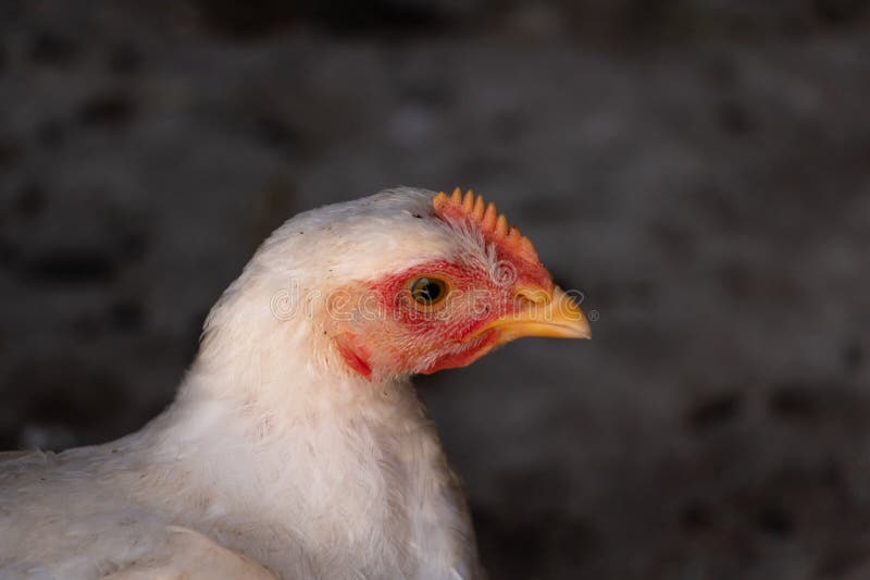 White Broiler Chicken Looking Curiously at the Camera Stock Photo ...