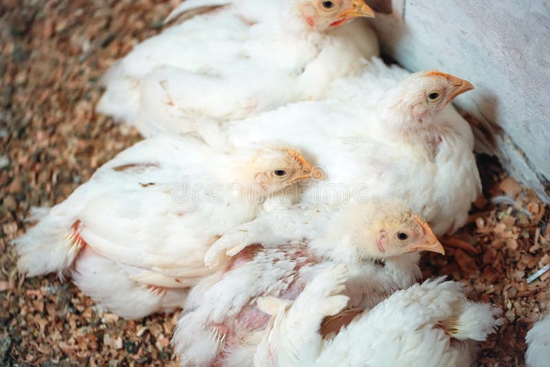 White Broiler Chicken at the Poultry Farm. Stock Image - Image of ...