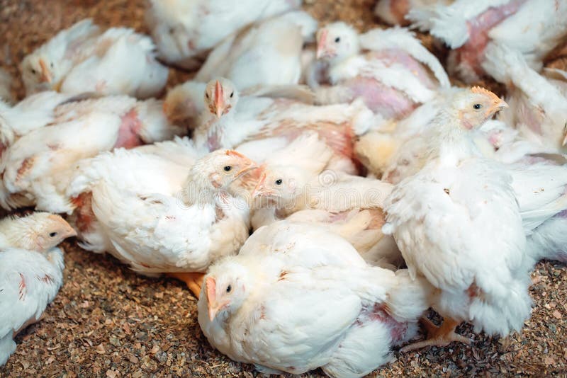 White Broiler Chicken Looking Critically at Camera Stock Photo - Image ...