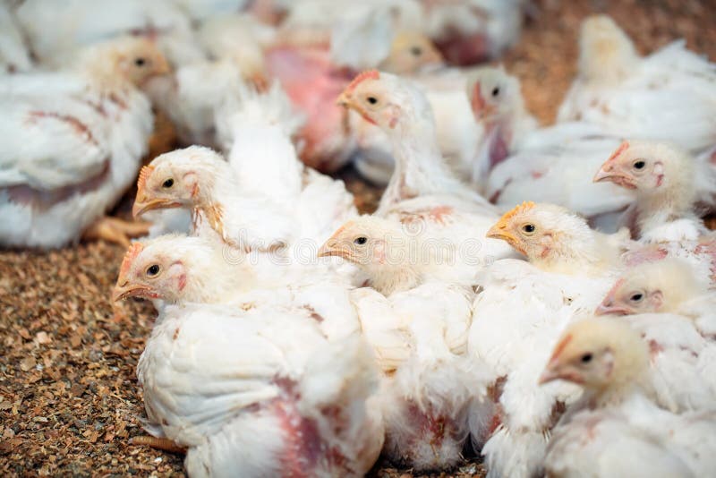 White Broiler Chicken Looking Critically at Camera Stock Photo - Image ...