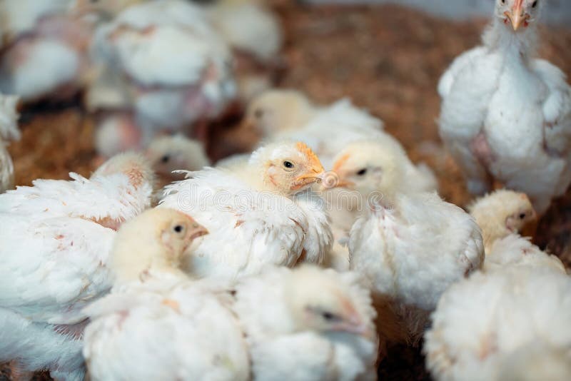 White Broiler Chicken Looking Critically at Camera Stock Photo - Image ...