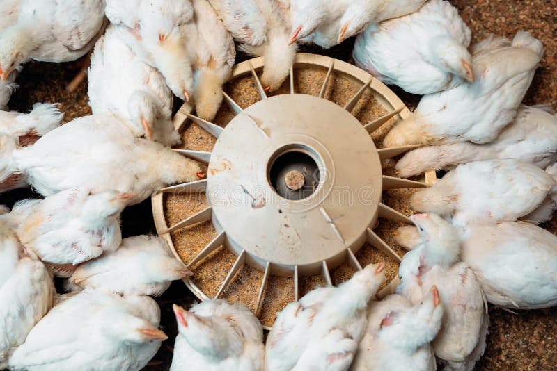 White Broiler Chicken at the Poultry Farm. Stock Image - Image of ...